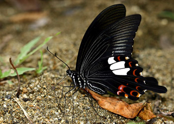凤蝶科 Papilionidae 中国动物学科普